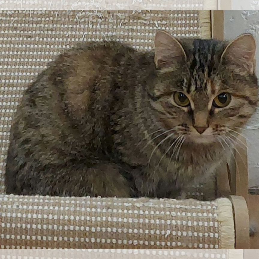 Взрослая, кошка в добрые руки