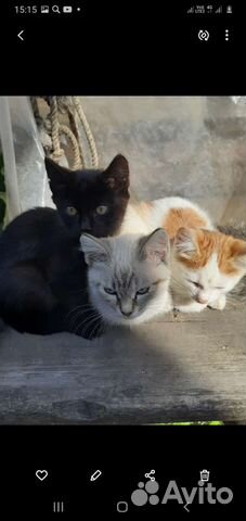 Котята в добрые руки