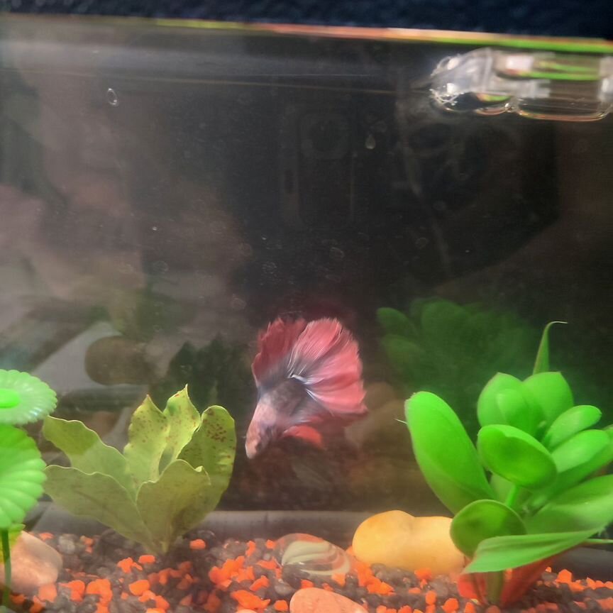 Рыбка Петушок