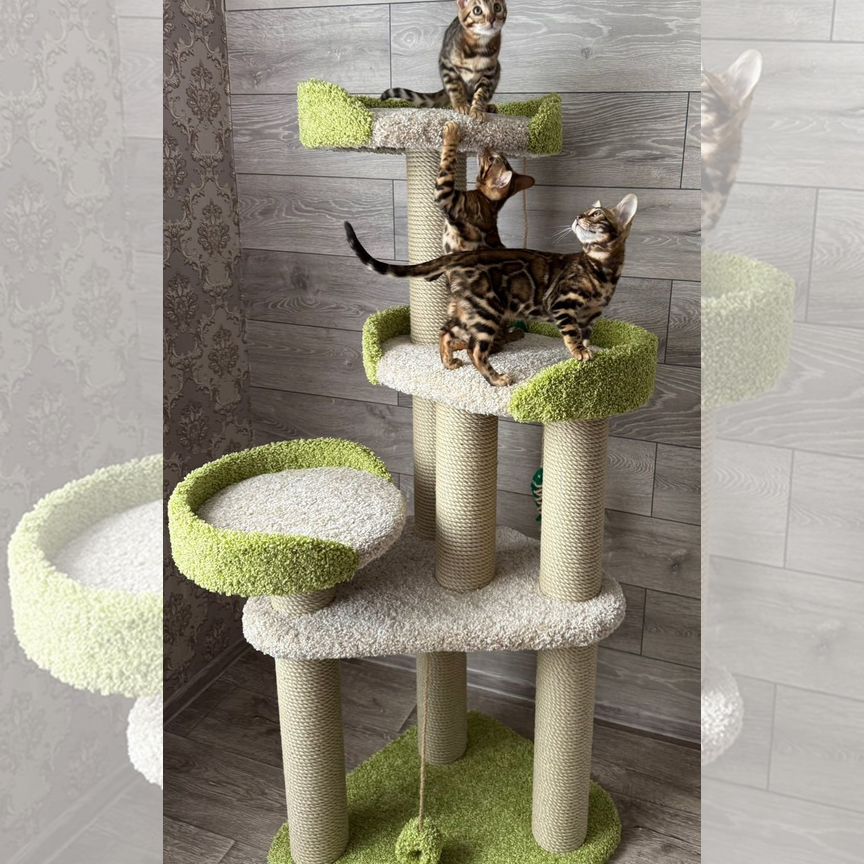 Когтеточка