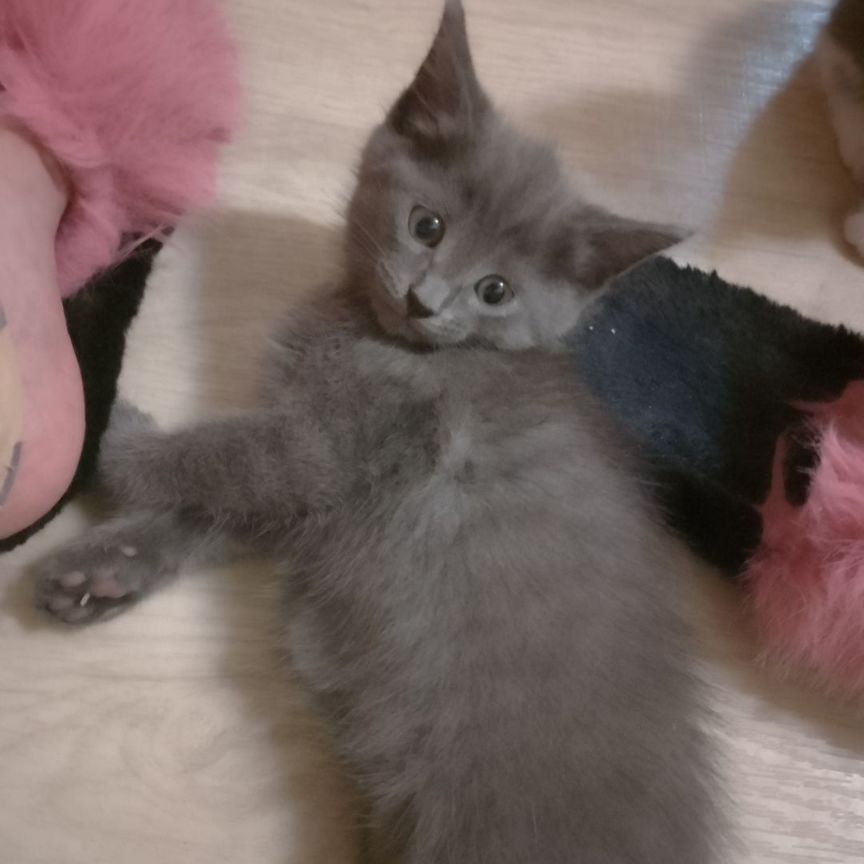 Отдам котят в добрые руки