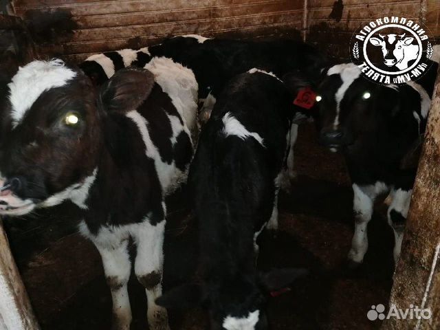 Телята бычки