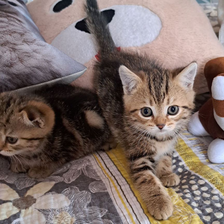 Шотландский вислоухий короткошёрстный котёнок