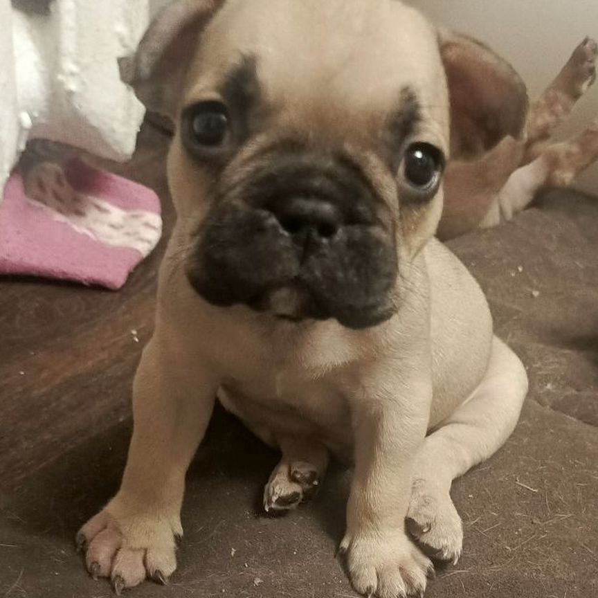 Французский бульдог, щенок