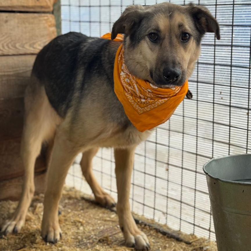 Нежная девочка Брусника