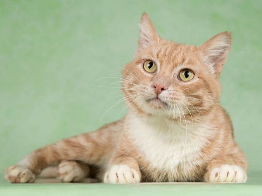 Лавр ищет дом