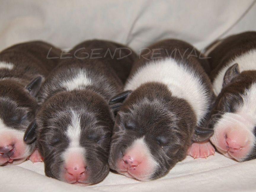 Амстафф терьер голубые щенки