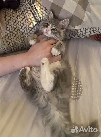 Котята в добрые руки бесплатно