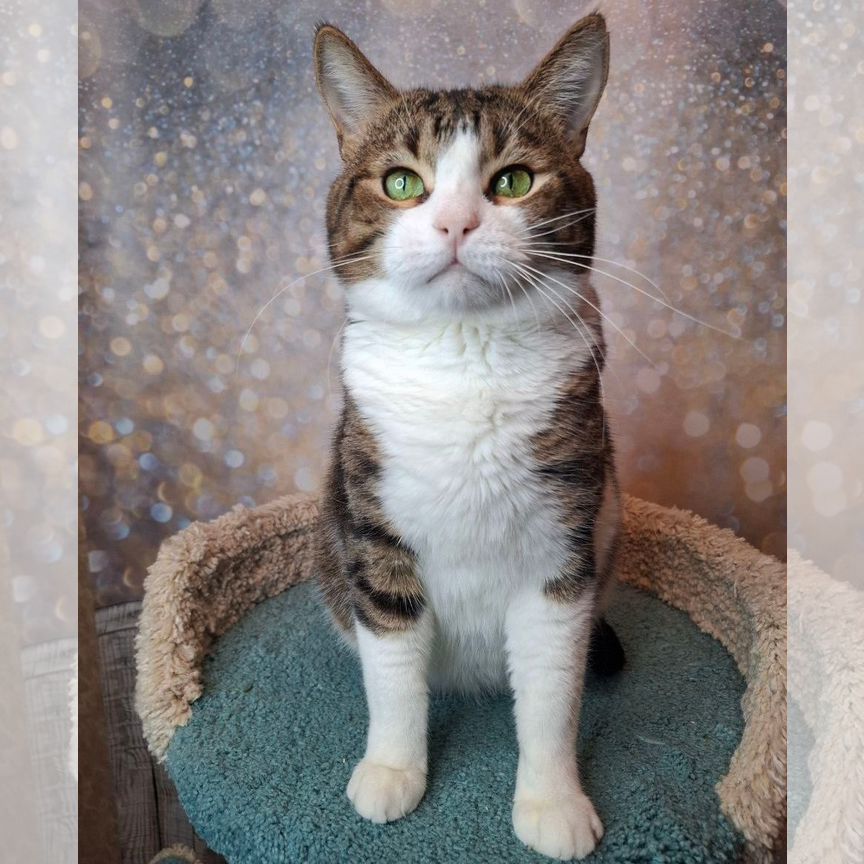 Взрослый кот в добрые руки