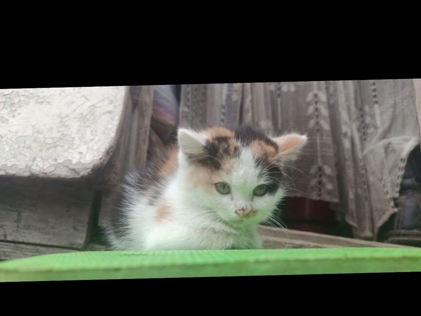 Особенная кошечка