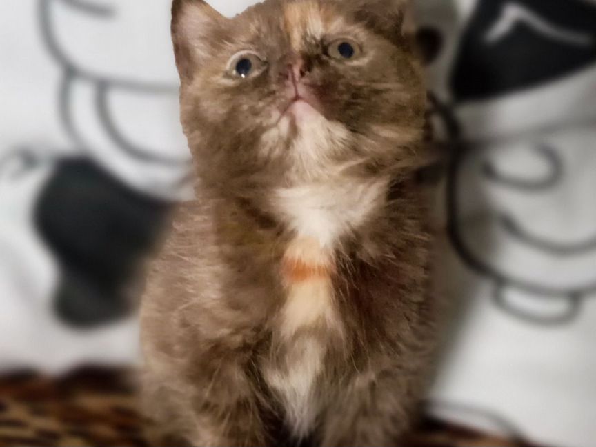 Отдам в добрые руки котят