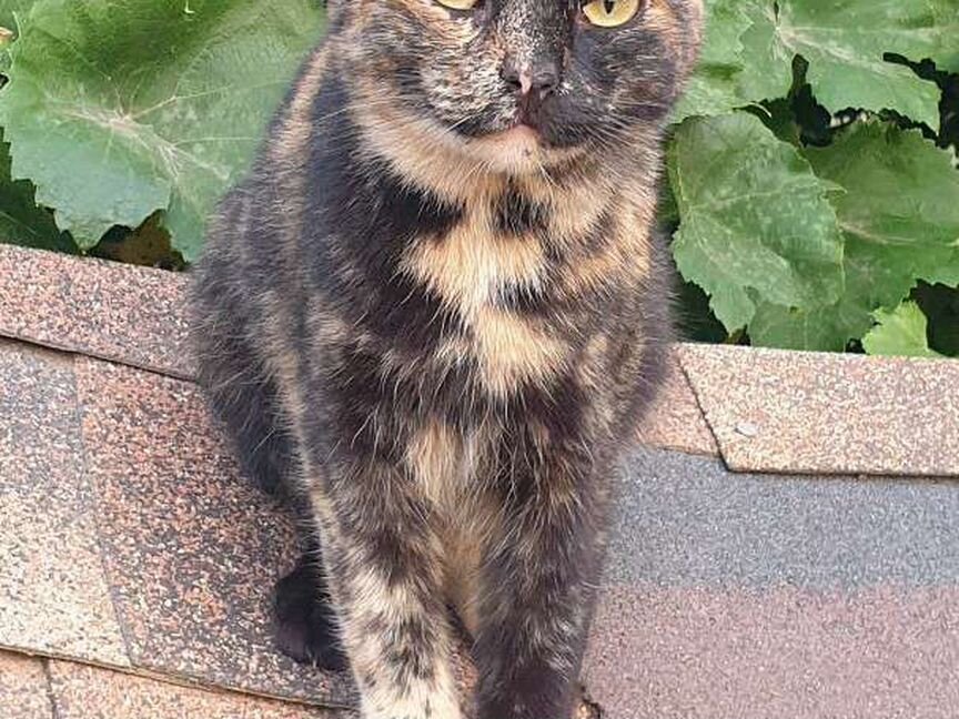 Кошка в дар стерилизованная