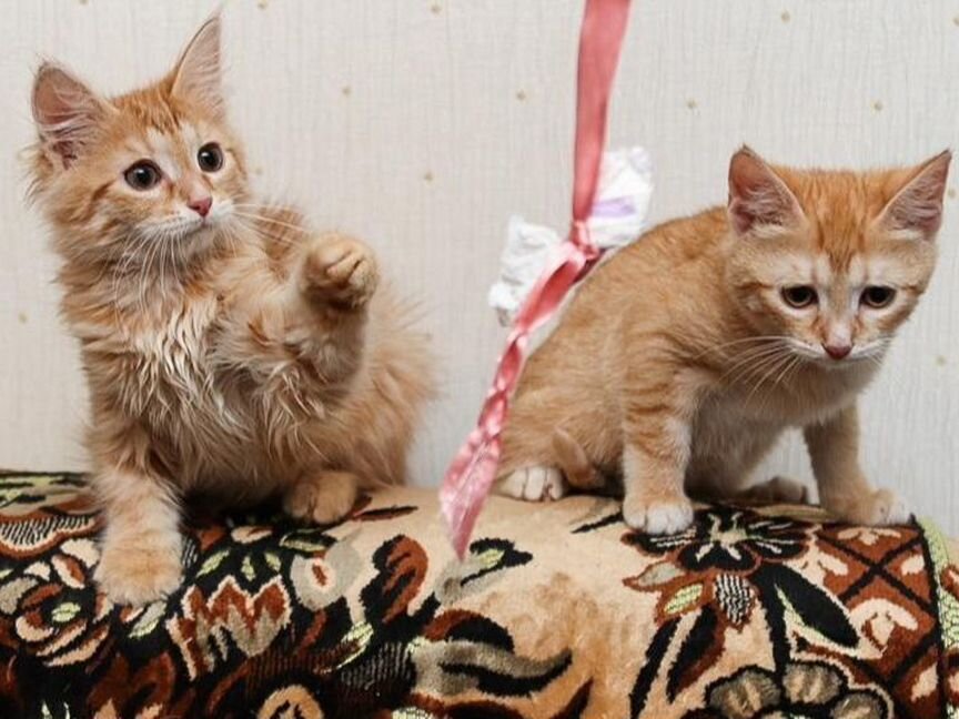 Рыжие игривые