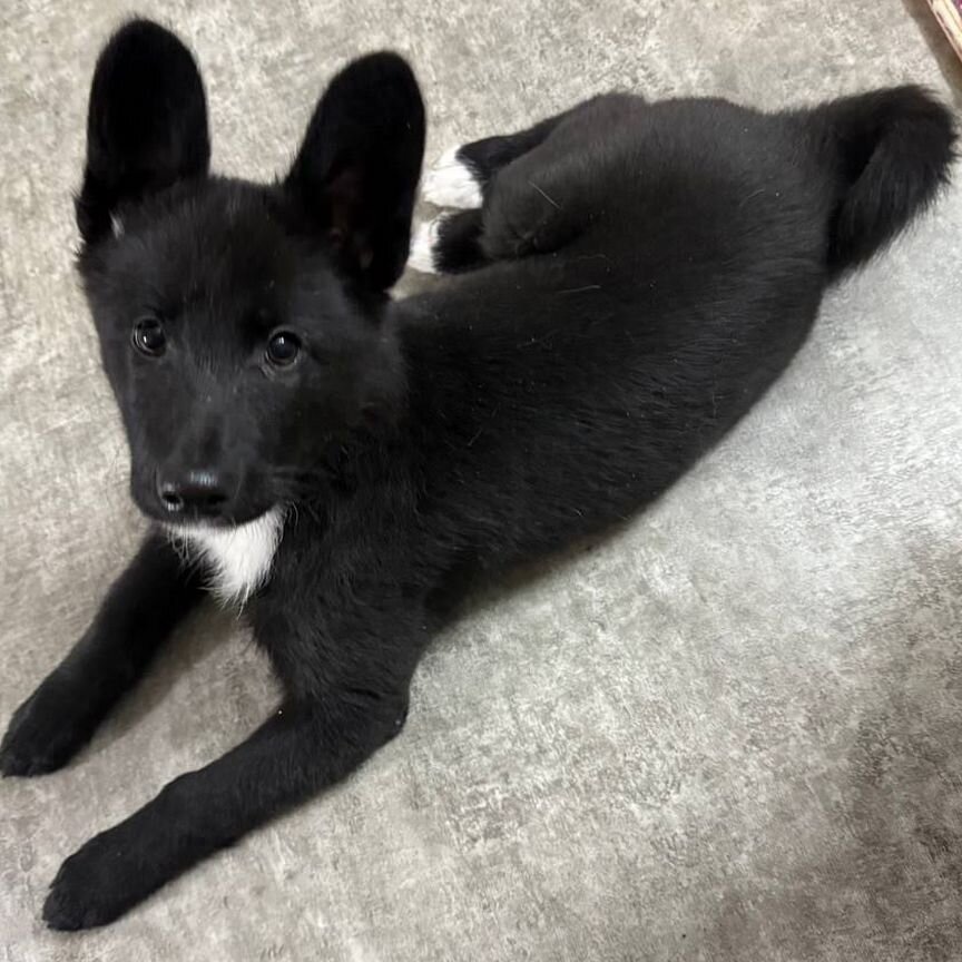 Щенок в добрые руки