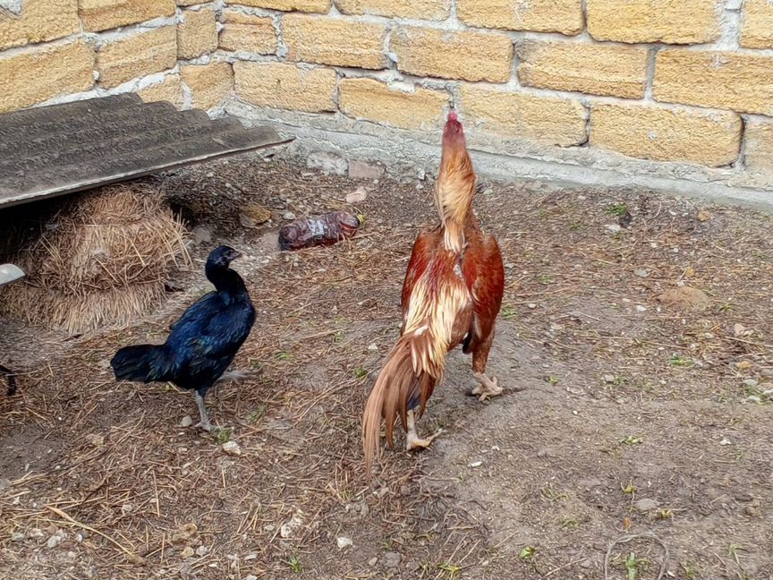 Бойцовые куры