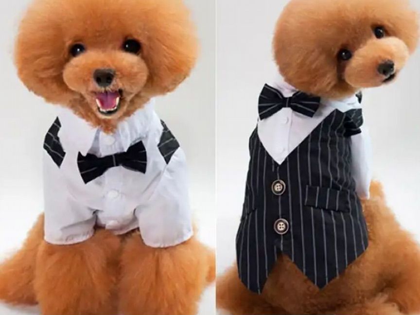 Рубашка смокинг одежда для собак