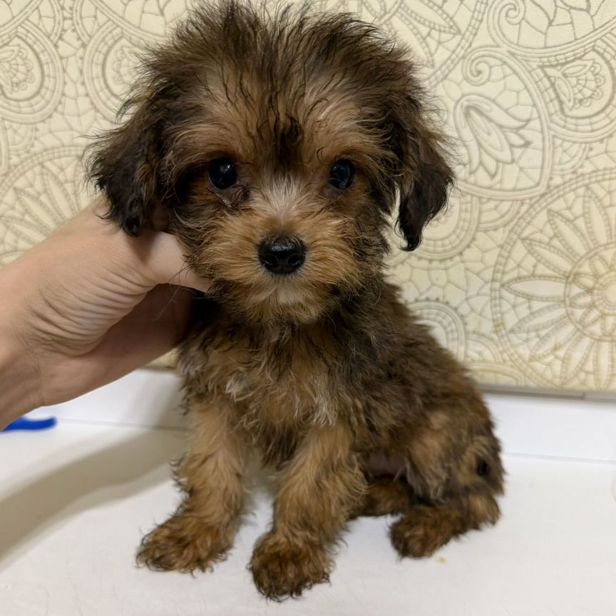 Мальтипу, щенок