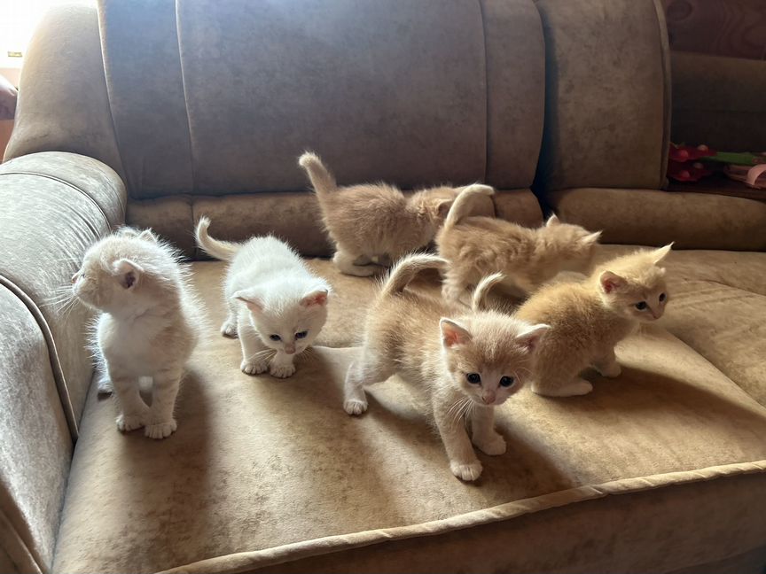Котенок 1 месяц