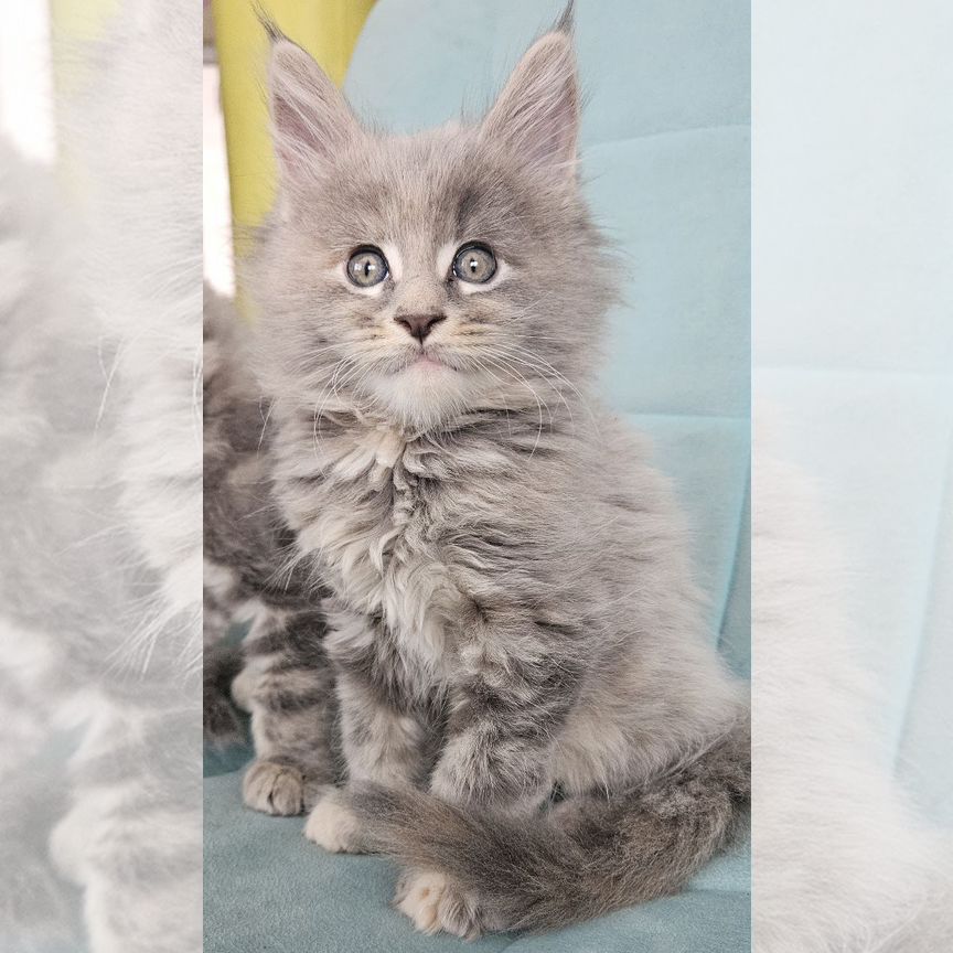 Мейн-кун котёнок