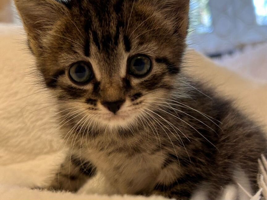 Котик в добрые руки