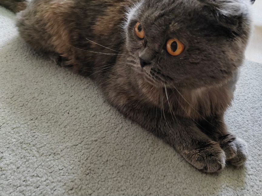 Шотландская кошечка