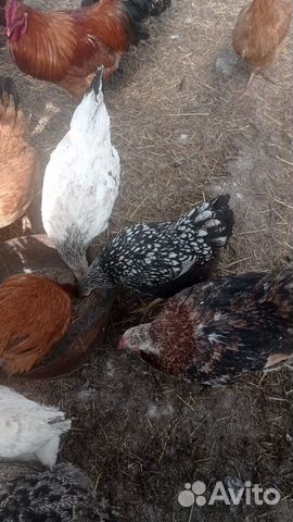 Куры фавероль