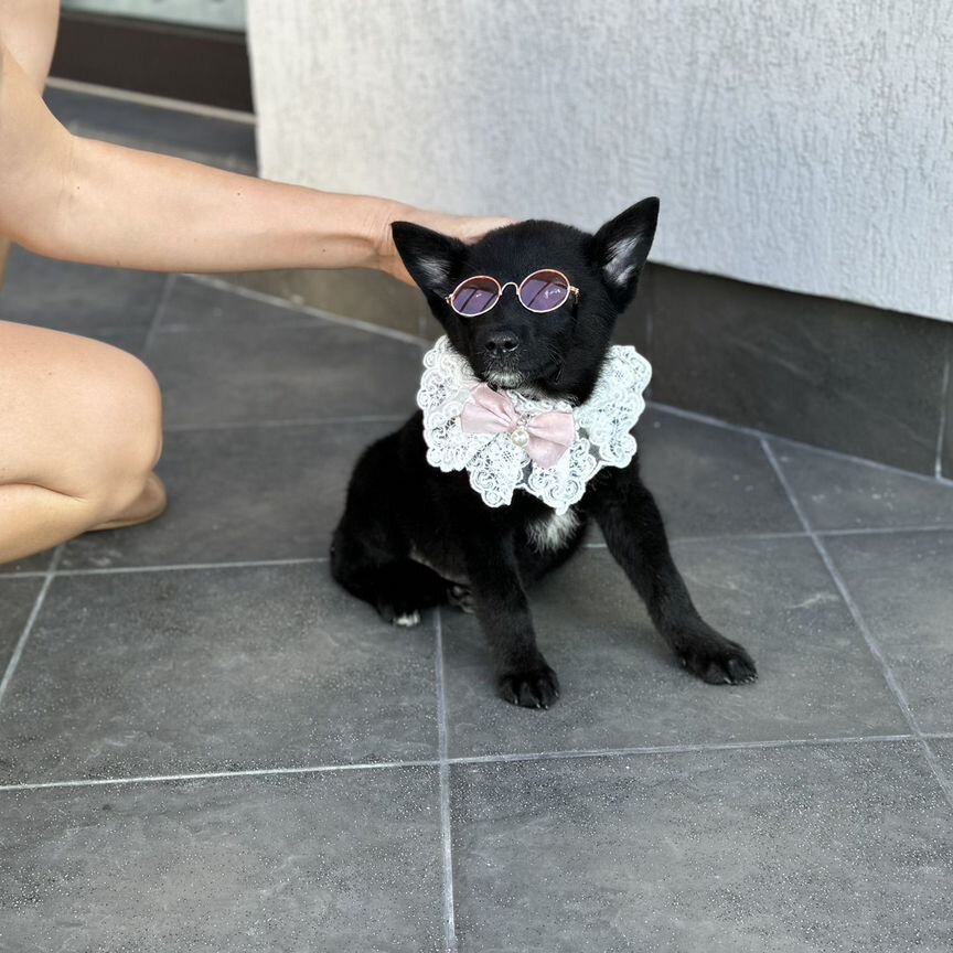 Малышка Молли ищет дом