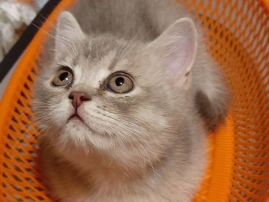 Британские котята