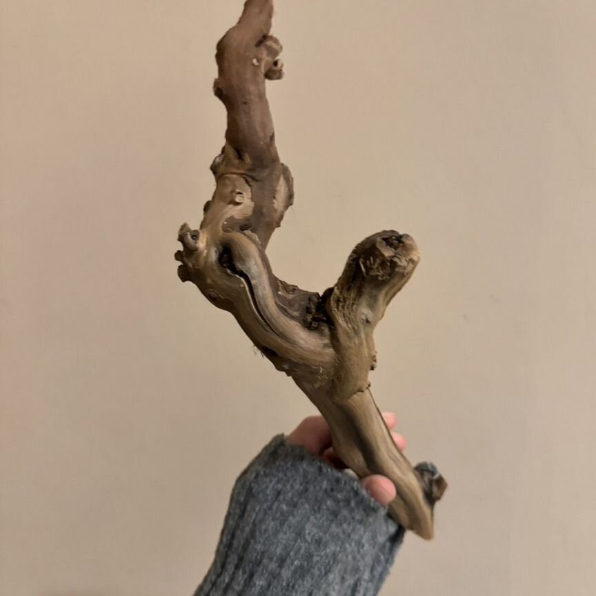 Коряга мангровая