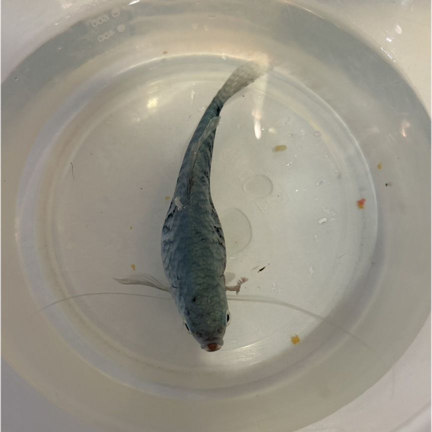 Рыба гурами обмен