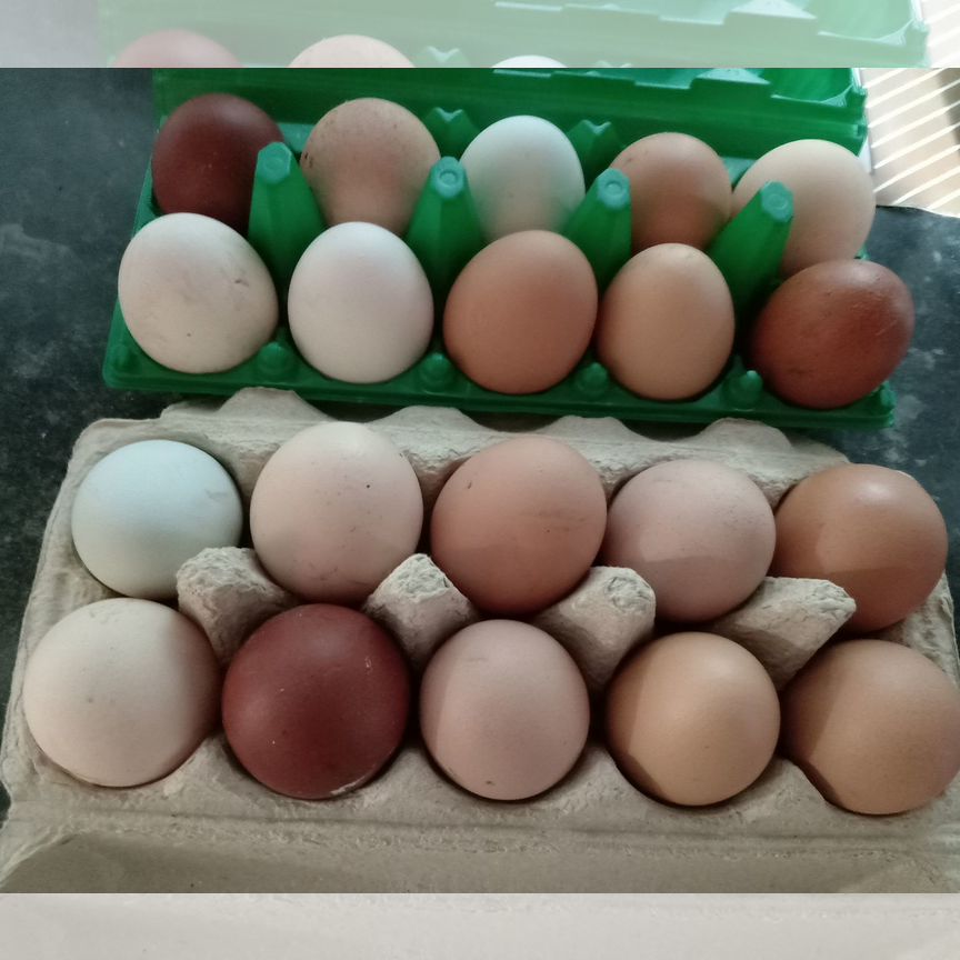 Продаю яйцо куриное