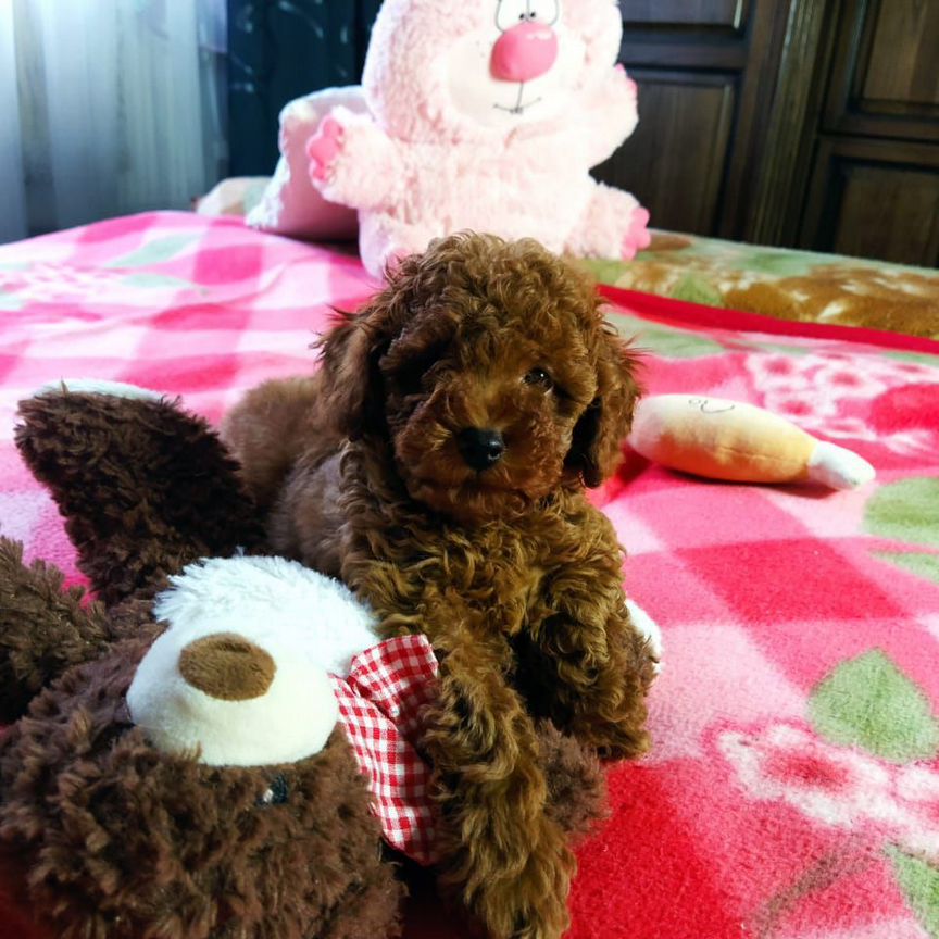 Продаётся той пудель мальчик