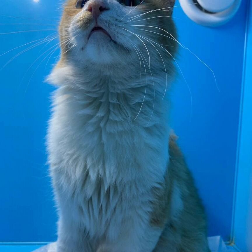 Рыжий котенок в добрые руки