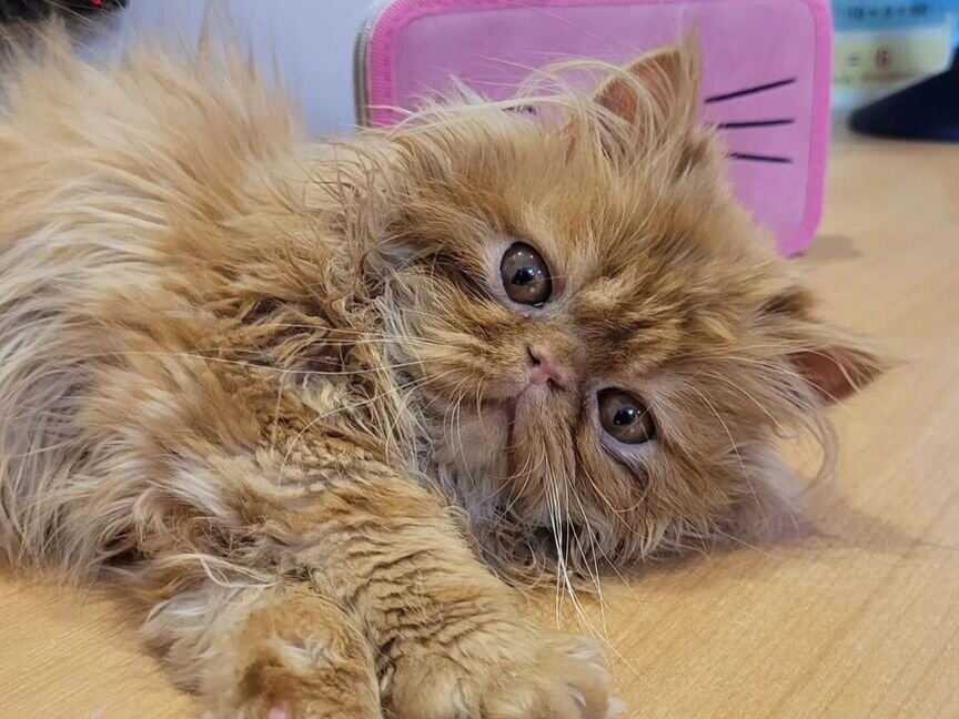Вязка с персидским котом
