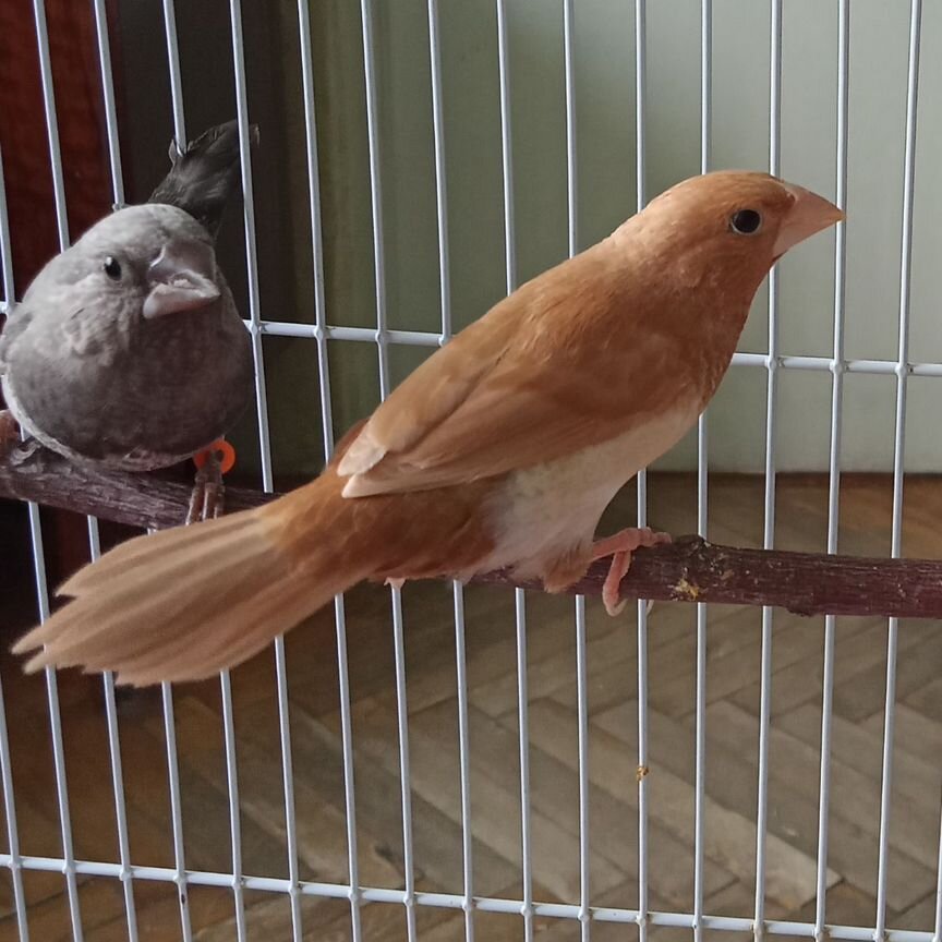 Японские амадины