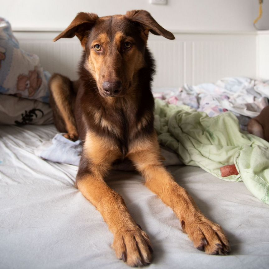 Собака шоколадка в добрые руки