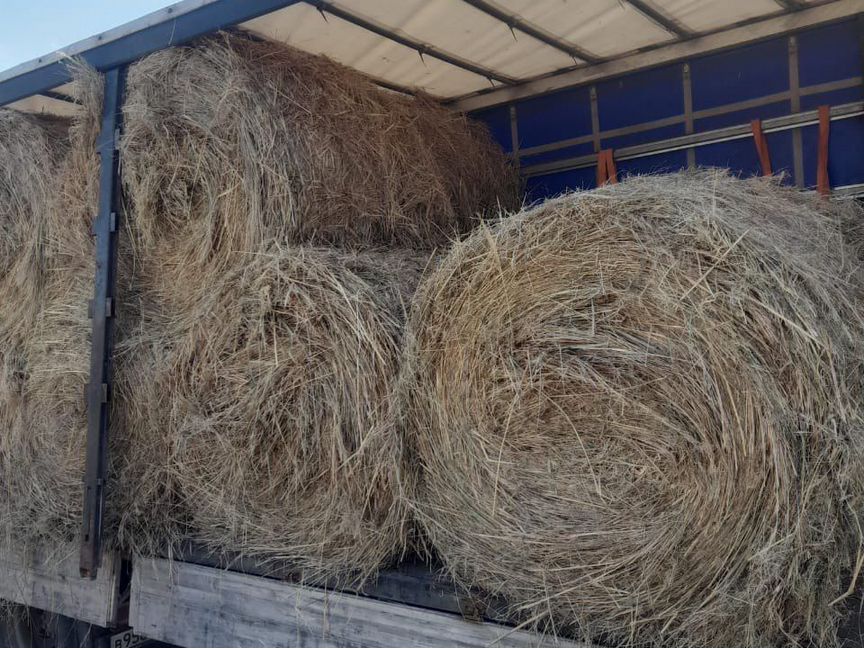 Сено оптом в рулонах 2024