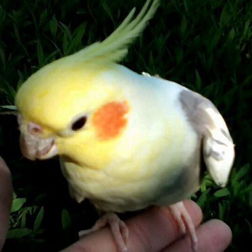 Ручной Попугай корелла