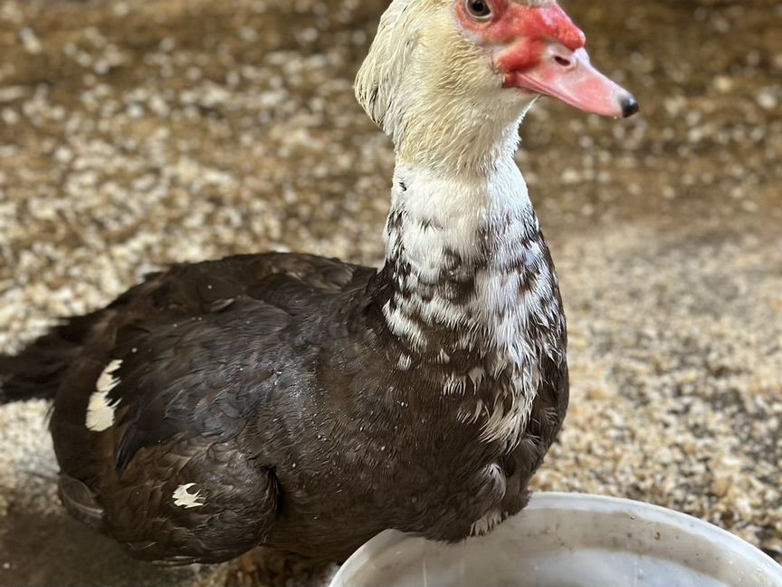 Обмен индоСелезня