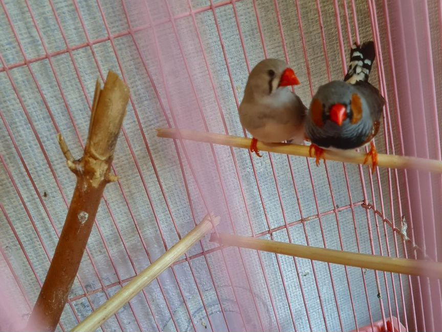 Зебровые амадины