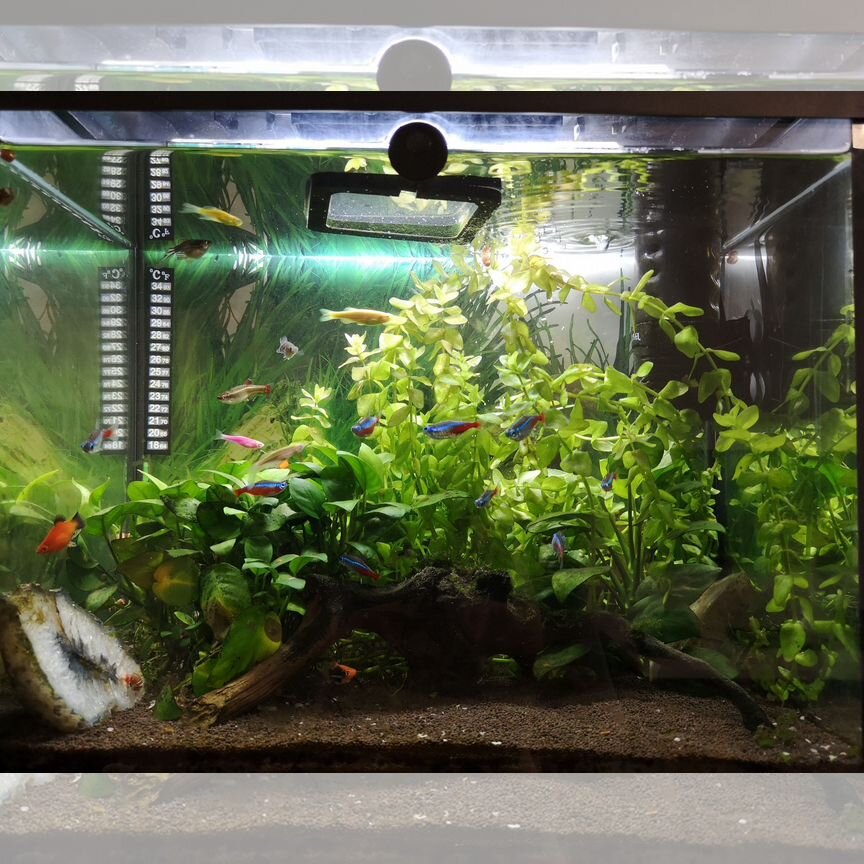 Аквариумные растения