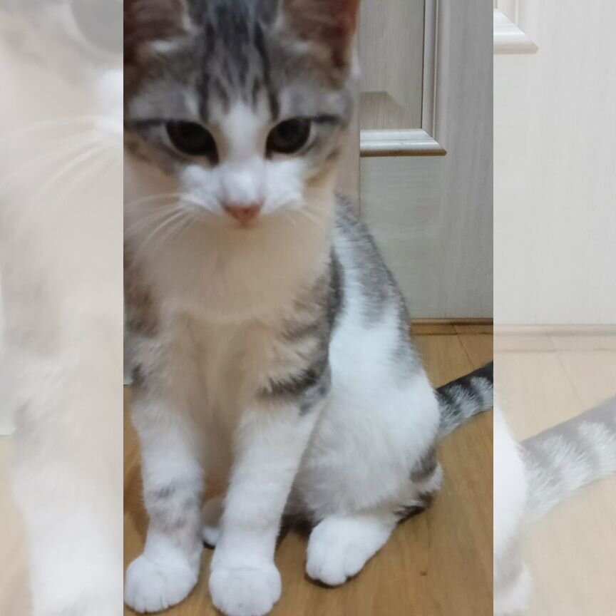 Отдам домашних котят в добрые руки