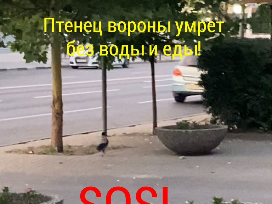 Слеток вороны вдоль дороги. Покормите