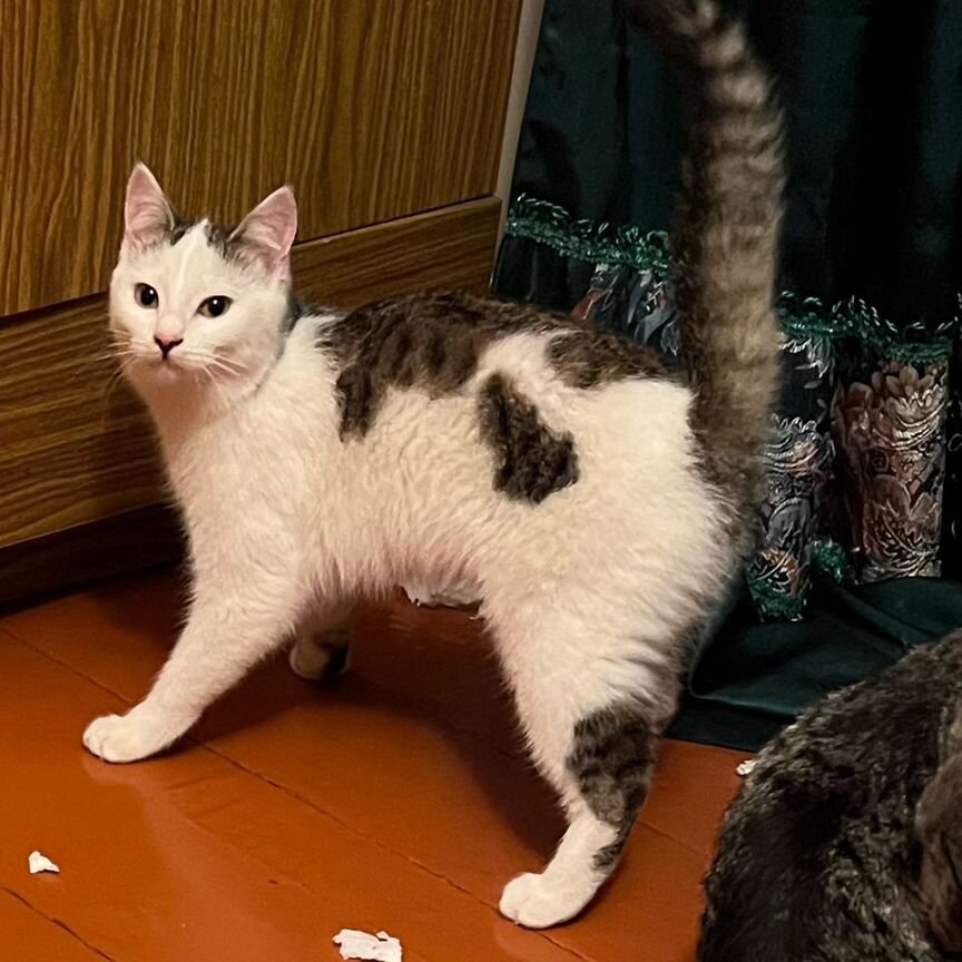 Кошка в добрые руки
