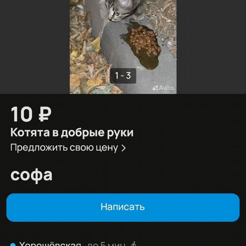 Котята в добрые руки бесплатно