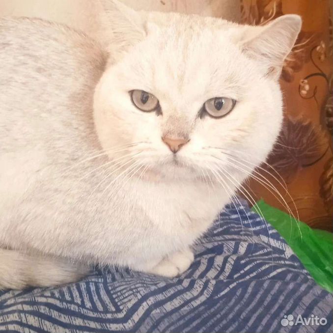 Найден кот. Авиастроительный район