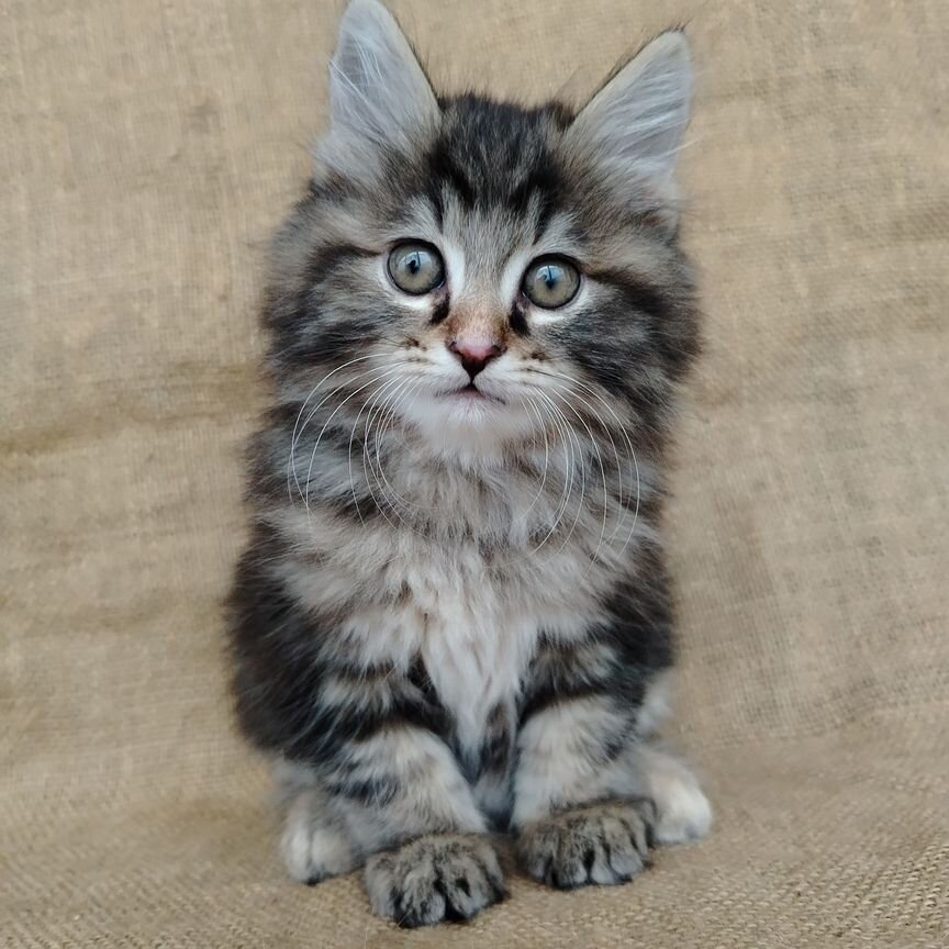 Курильский бобтейл кошка