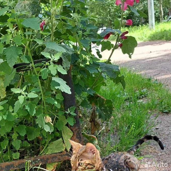 Бенгальская принцесса