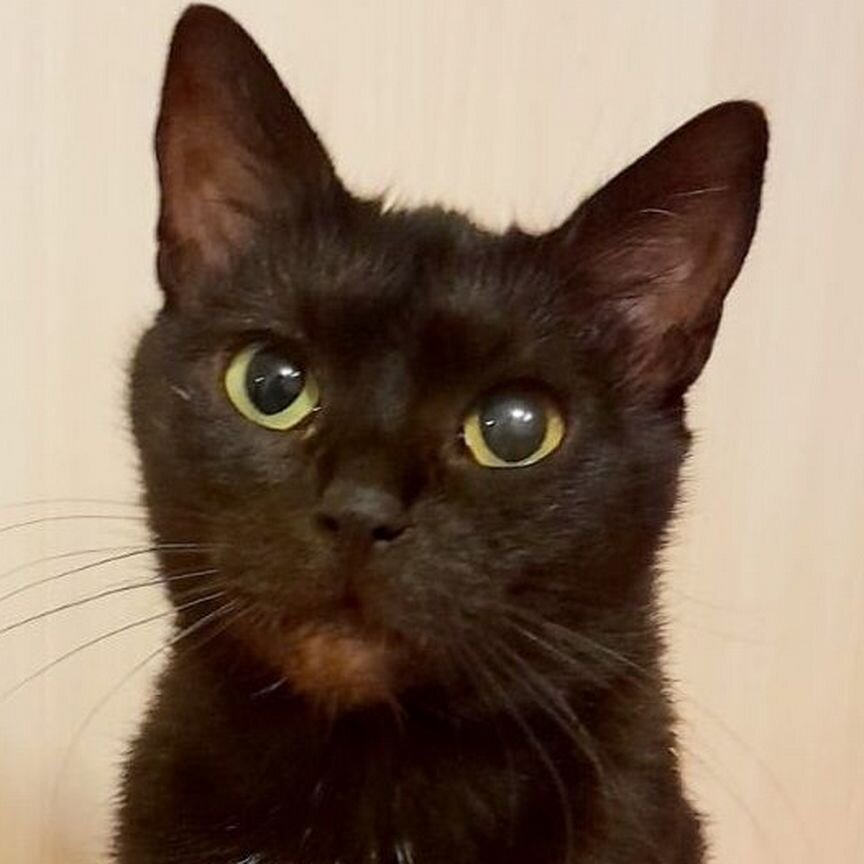 Бомбейская, взрослая кошка