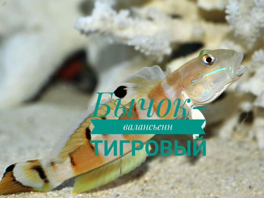 Бычок-валансьенн Тигровый, M (рыбка в наличии)